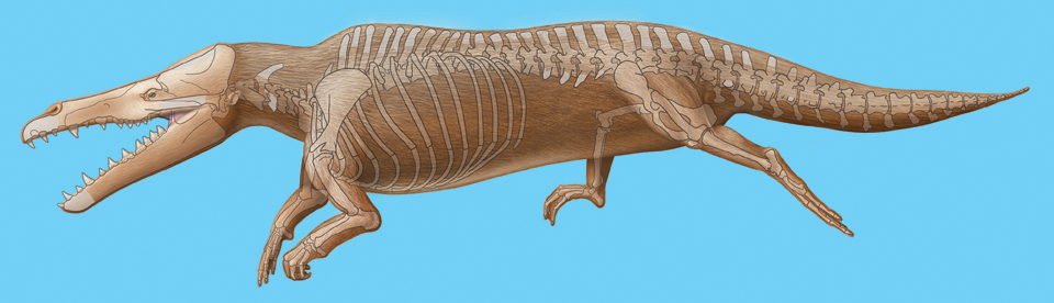 Early Whales Gave Birth On Land | The Sietch Blog